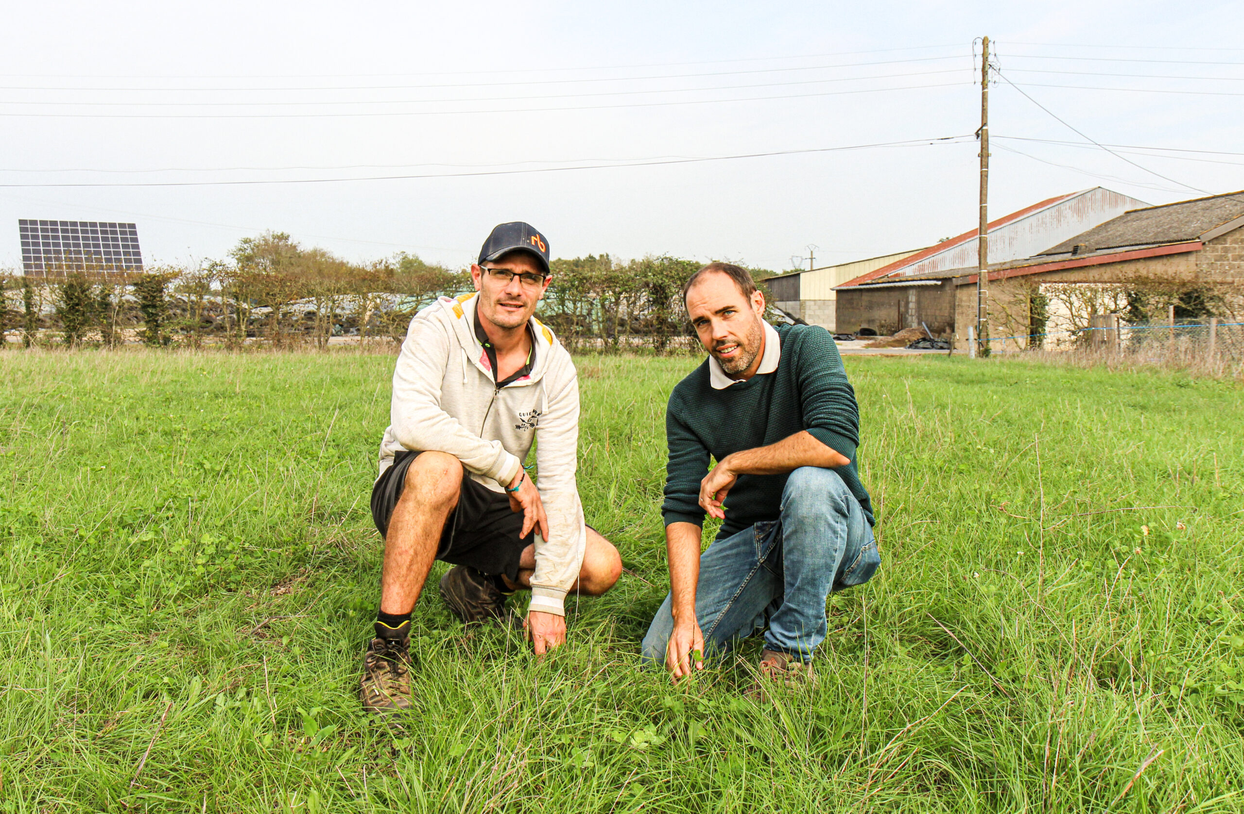 Le semi des prairies sous couvert : bien adapté aux graminées à ...